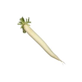 Chinese radish - XMALL
